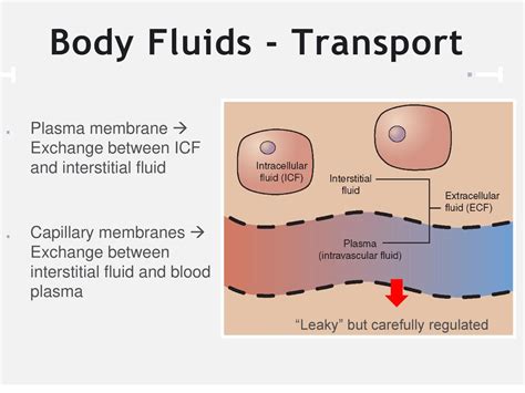 Introduction To The Human Body Ppt Download
