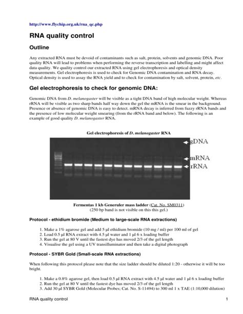 Rna Quality Control Protocol Gel Electrophoresis And Od Measurement