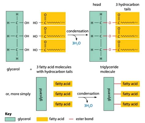Gce Cie Biol Molecular Structure Of Triglycerides