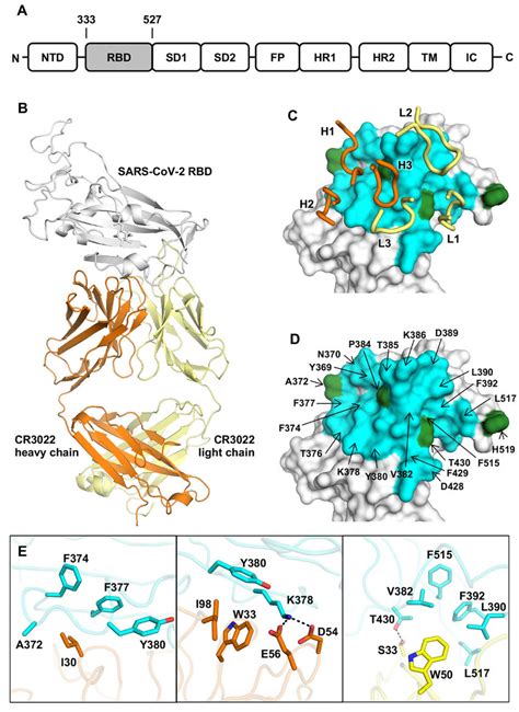 Crystal Structure Of Cr3022 In Complex With Sars Cov 2 Rbd A Overall