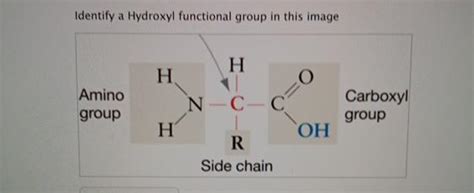 Solved Identify A Hydroxyl Functional Group In This Chegg Com