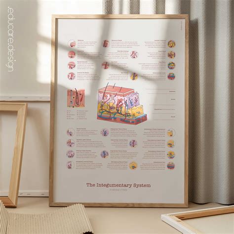 Educaredesign 🆕 Elegant Anatomy Chart Depicting The Integumentary