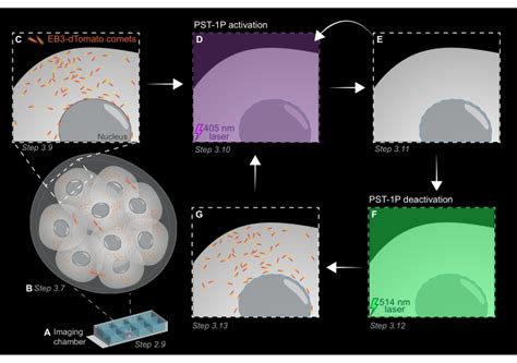 Spatiotemporal Subcellular Manipulation Of The Microtubule Cytoskeleton