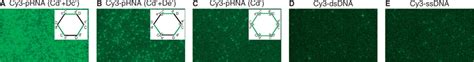 Single Molecule Imaging To Compare The Procapsid Binding Efficiency