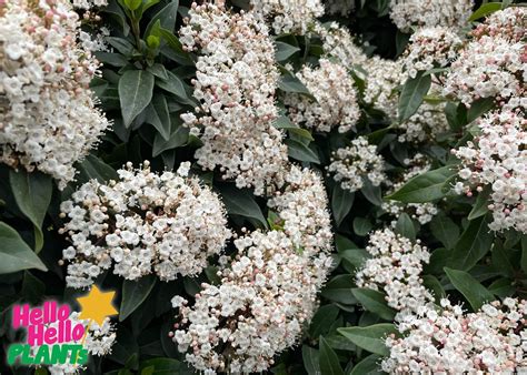 Viburnum Tinus Viburnum Tinus Hedging Hello Hello Plants