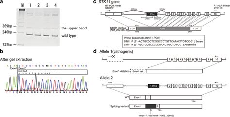 A Reverse Transcription Pcr Rt Pcr Products Encompassing Stk11