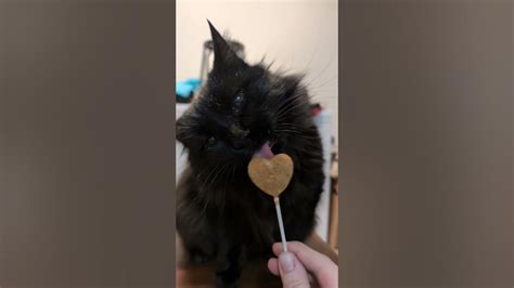 the tabster blackcatshortsvideo blackcats youtube