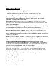 Understanding Epithelial Tissues Analysis Questions Course Hero