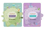 Macrophages As Potential Targets In Gene Therapy For Cancer Treatment