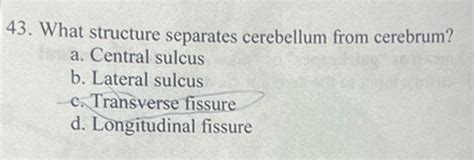 Solved What Structure Separates Cerebellum From Cerebruma