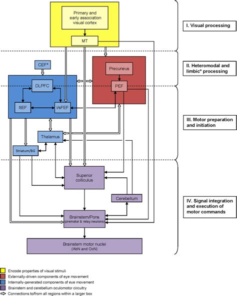 Functionalanatomic Connections Within The Human Eye Movement Network