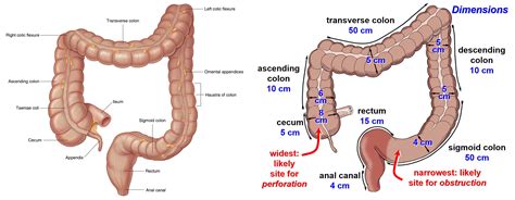 Ascending Colon Diagram