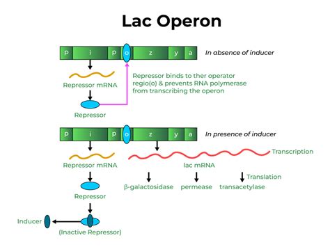 Lac Operon Geeksforgeeks