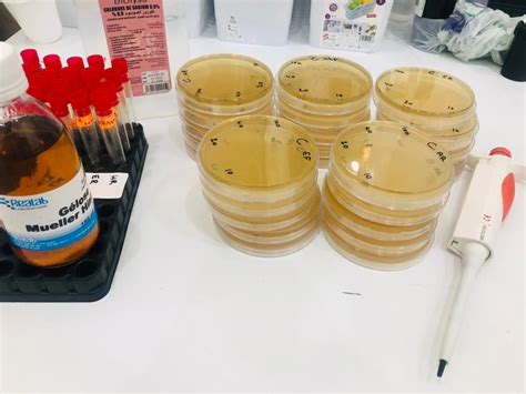 Well Diffusion Method In The Well Diffusion Method Wells Are Created In The Agar Plate And