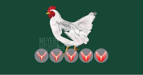Monitoring Your Chickens Body Condition Meyer Hatchery Blog