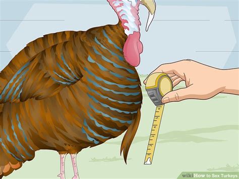 3 Ways To Sex Turkeys Wikihow 3 Ways To Sex Turkeys Wikihow
