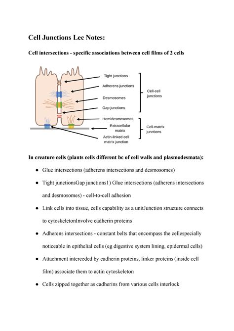 Cell Junctions Lec Notes Cell Junctions Lec Notes Cell Intersections Specific Associations