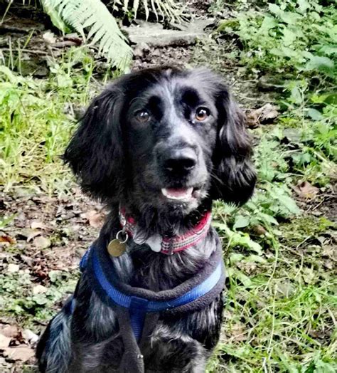 Lacey 1 2 Year Old Female Working Cocker Spaniel Cross Springer