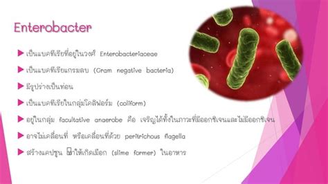 Gram Negative Bacilli Pptx