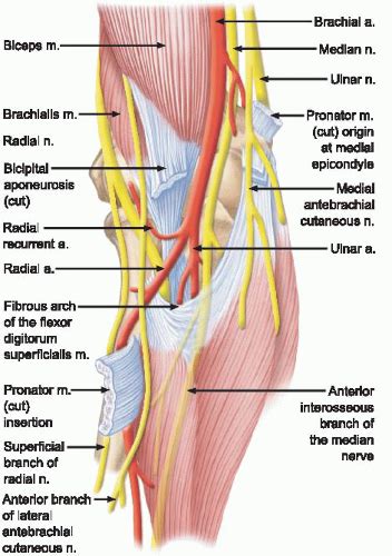 Basics Of Elbow Arthroscopy Positioning Setup Anatomy And Portals