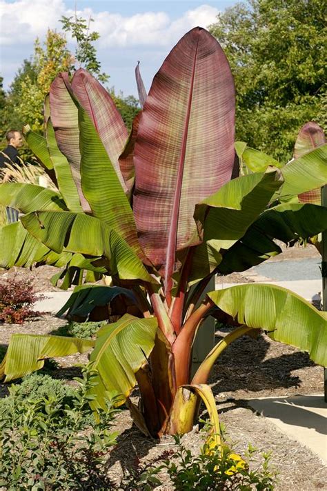 Ensete Ventricosum Maurelii Bananier Dabyssinie Pot De 16 Litres
