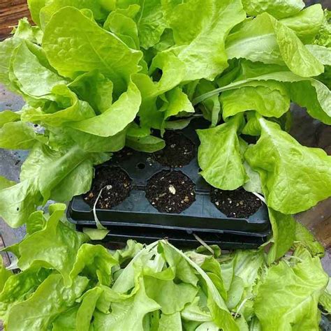 Lettuce Grow Indoor Seedlings At Rose Briggs Blog