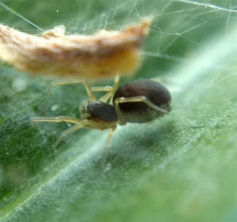 Emblyna Bugguide Net