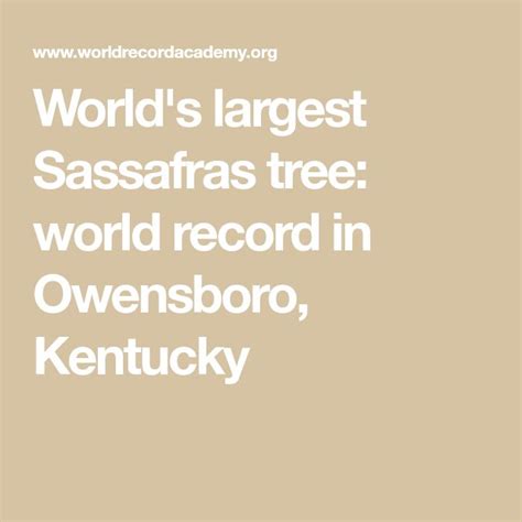 Worlds Largest Sassafras Tree World Record In Owensboro Kentucky