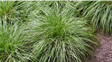How To Plant Grow And Care For Pennsylvania Sedge