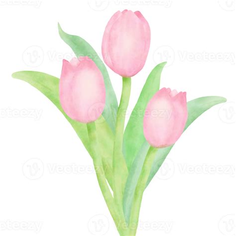 Tulipanes Ramo De Flores Mano Dibujado Agua Color Ilustración Dibujo
