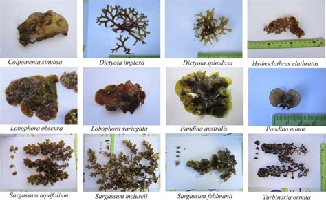 Morphology Of Some Species Of Phaeophyceae In Cham Islands Download