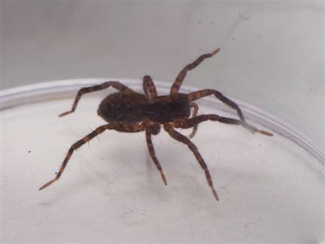 Tegenaria Domestica A Spider