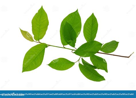 A Tree Branch With Green Leaves Isolated On A White Background Stock