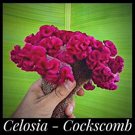 20 Red Cockscomb Celosia Seeds Red Woolflower Seeds Celosia Argentea