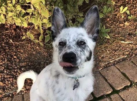 White German Shepherd Blue Heeler Mix