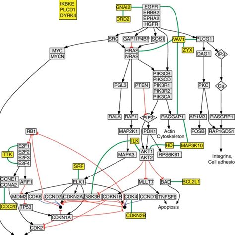Pathway Augmentation For The Rtk Pathway This Image Shows The Original Download Scientific