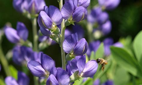 Baptisia Wild Indigo Plant Groupon Goods