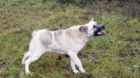 Kada Pas Ubije čoveka Ko Je Kriv I čivava Može Da Bude Opasan Pas Ako