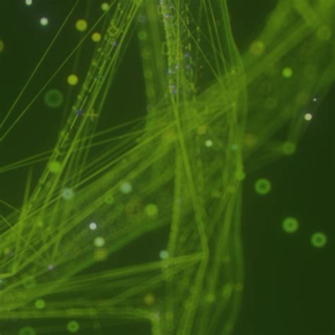 A Phase Ii Functional Clinical Assay For Cancer Precision Medicine Market Insights Precision