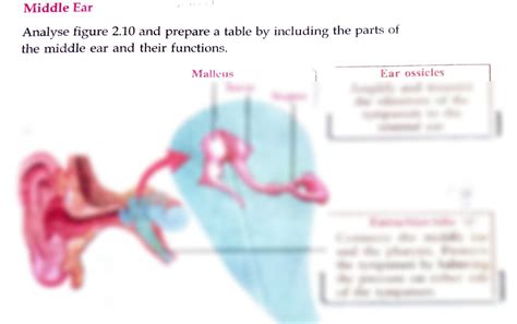 Solution Structure Of The Middle Ear Studypool