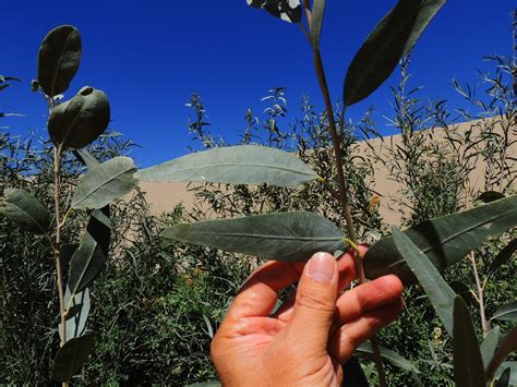 euphrates poplar populus euphratica flower leaf care uses