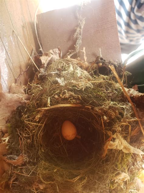 Egg Id In Bc Canada R Whatsthisbird