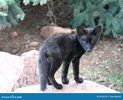 Kit De Observation De Renard Noir Image Stock Image Du Mignon Chiot