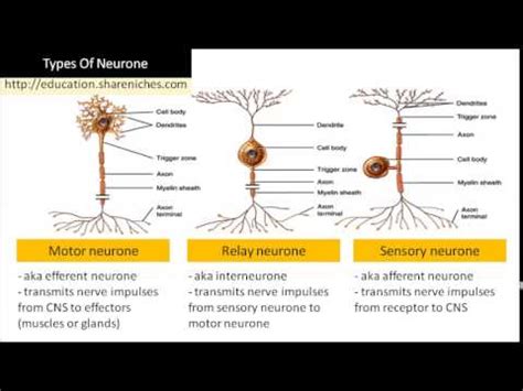 The Structure And Function Of Sensory Relay And Motor Vrogue Co
