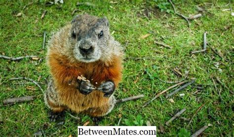 Différence Entre Gopher Et Groundhog Différence Entre Autres 2026