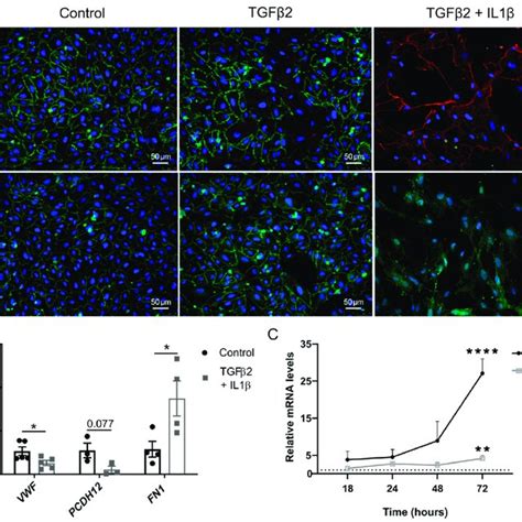 Endothelial Cells Undergo Endothelial To Mesenchymal Transition With Download Scientific