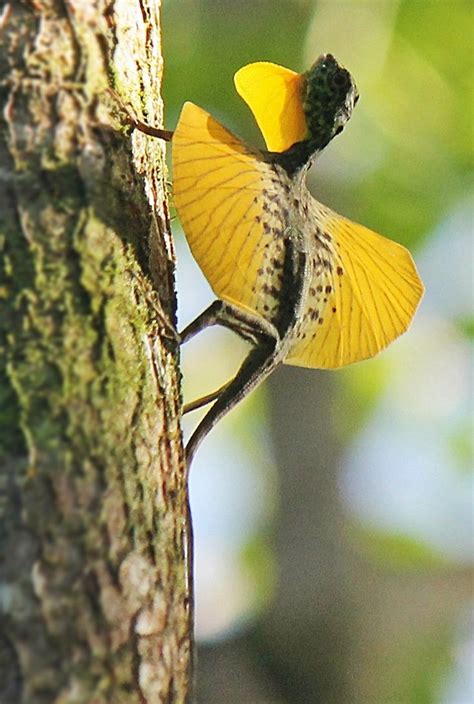 The Draco Volans — The Closest Thing To A Real Dragon New And Tips