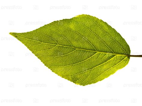 Фотография на тему Зеленый лист дерева | PressFoto