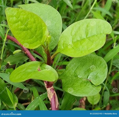 Espinaca Malabar Creciendo En Silvestre Imagen De Archivo Imagen De