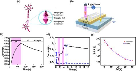 A Schematic Of A Biological Synapse And Neurons B Schematic Download Scientific Diagram